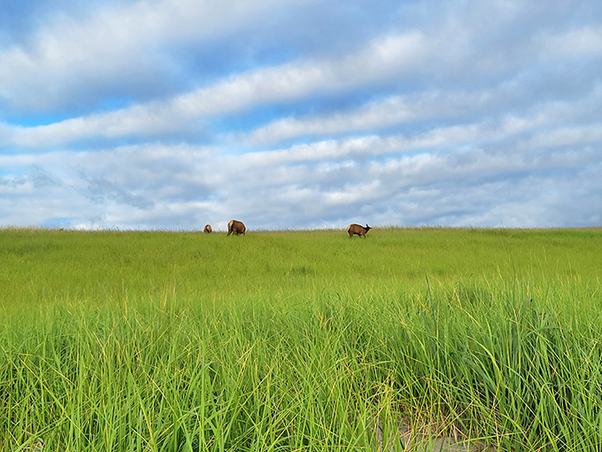 Unexpected neighbors! These majestic elk roam the coastal grasslands, reminding us we're visitors in their ancient territory.