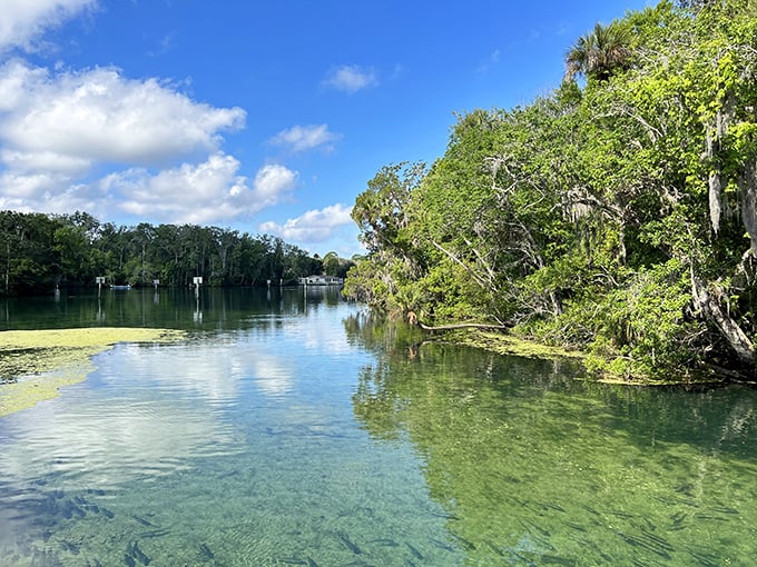 Crystal springs bubble up like nature's own champagne, creating the perfect seafood nursery below.