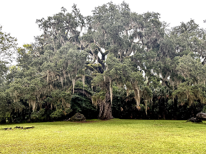 The Fairchild Oak, nature's elder statesman. This 400-year-old giant has witnessed centuries of Florida history while quietly growing into one of the largest live oaks in the South.