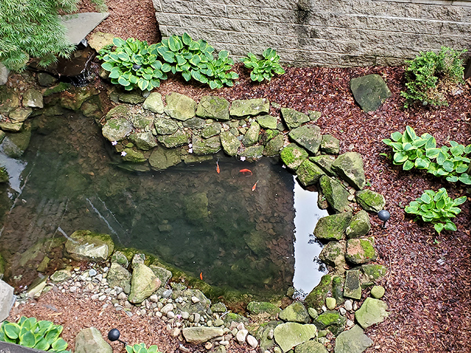 Nature's infinity pool: This serene stone-lined pond hosts goldfish living their best lives, blissfully unaware of their prime real estate.