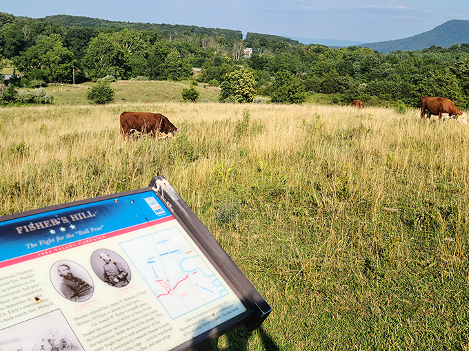 At Fisher's Hill Battlefield, history grazes peacefully alongside the cattle. Those cows have no idea they're standing on hallowed ground.