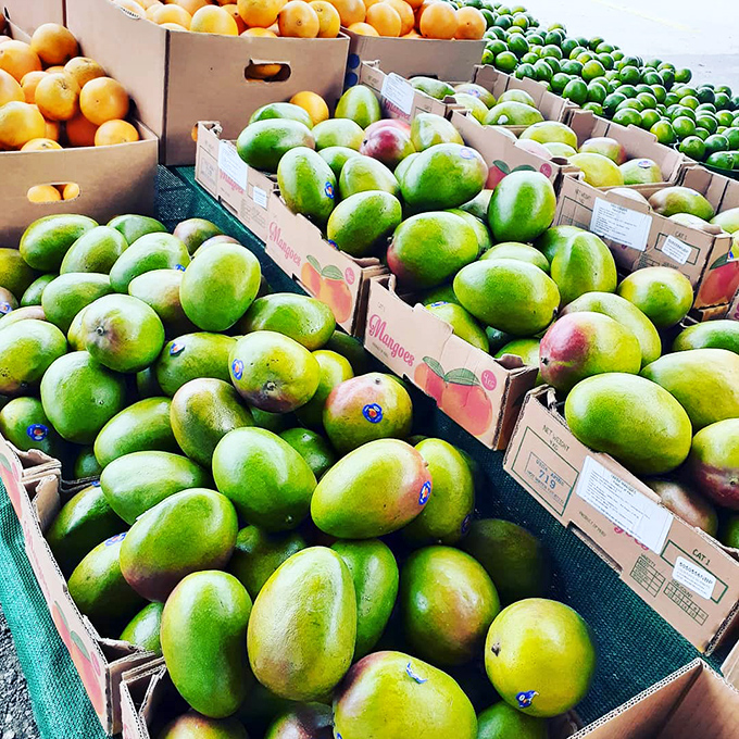 Mango mountain! These green-to-yellow beauties sit patiently waiting to ripen into sweet, juicy perfection for your next kitchen adventure.