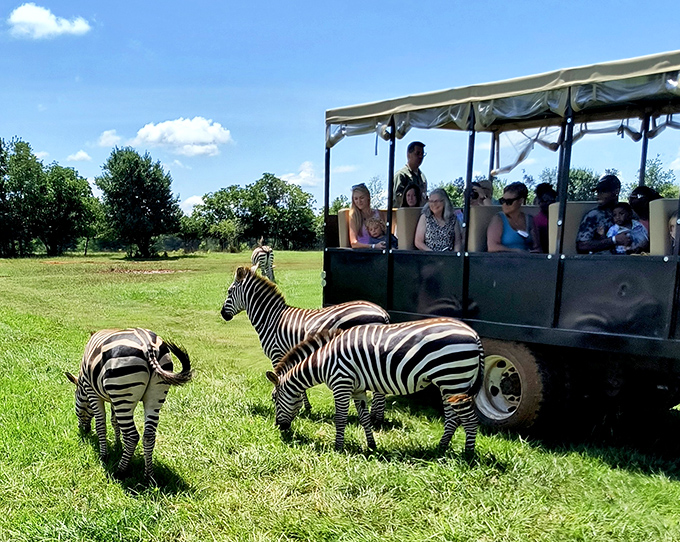 Excuse me, I think you have some zebras in your Georgia. Safari adventures where you least expect them&mdash;just another Madison surprise.