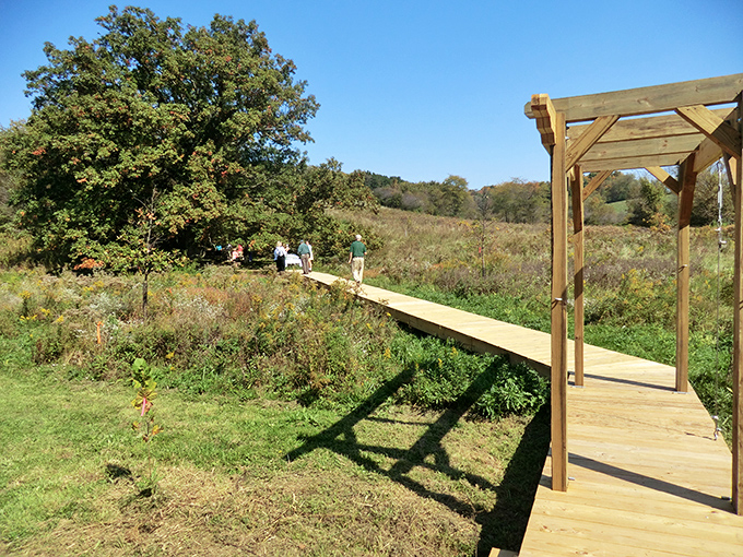 Wooden walkways that lead to wild wonders. This prairie boardwalk invites exploration without disturbing the delicate ecosystem beneath your feet.