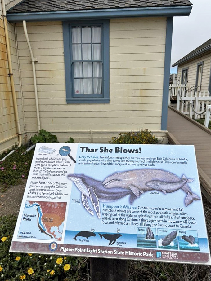 "Thar She Blows!" &ndash; this informative display teaches you everything about whale migration without requiring you to read Moby Dick.