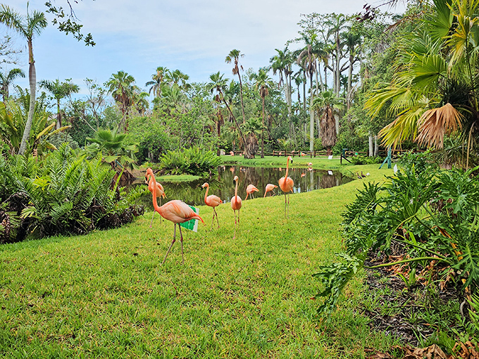 Flamingos gather for what appears to be a very important meeting. The tropical equivalent of office water cooler gossip.