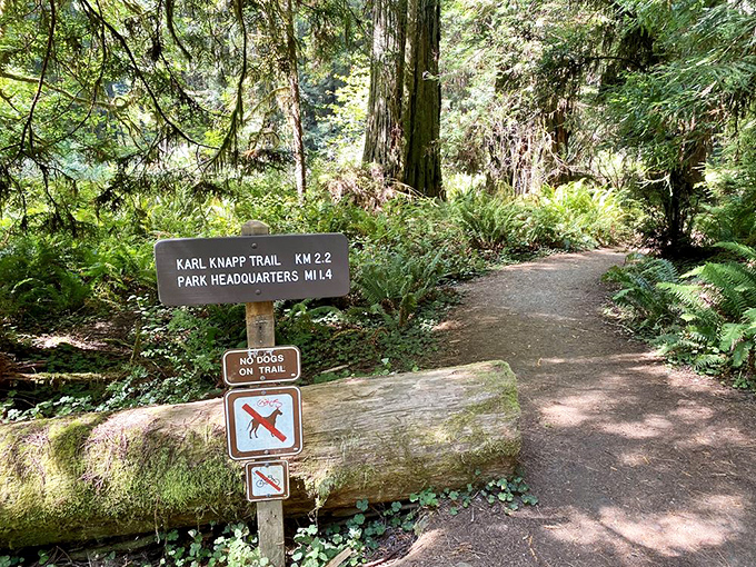 Trail markers guiding hikers through an ancient wonderland &ndash; nature's GPS system before smartphones made everything too easy.