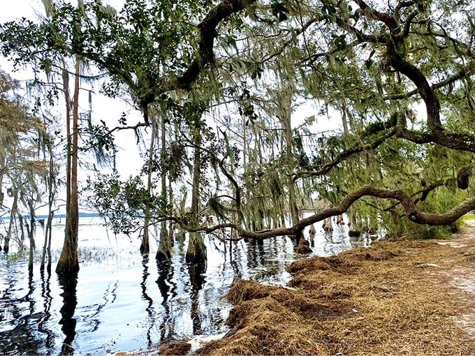 Spanish moss drapes from ancient cypress knees like nature's own decorating committee, creating a scene straight from a Southern Gothic novel.