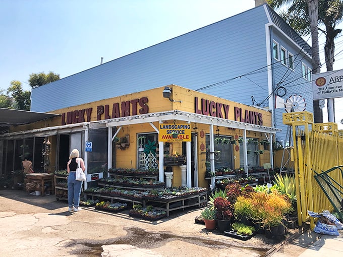 Lucky Plants proves that green thumbs and good humor grow together in this delightfully quirky neighborhood nursery.