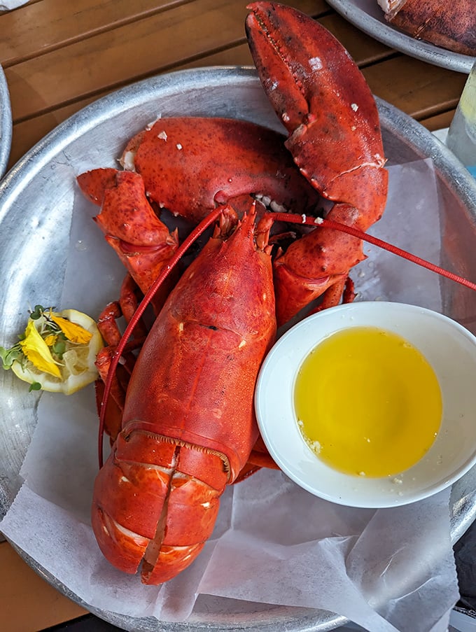 When a lobster looks this good, you almost feel bad eating it. Almost. Pass the butter.