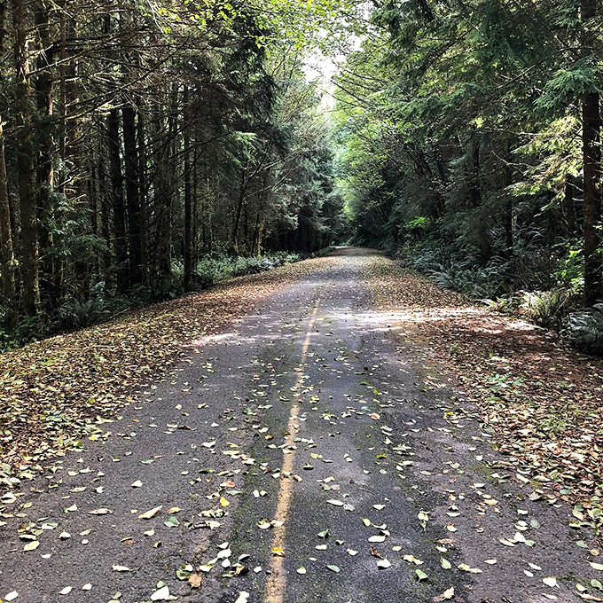 This tree-lined path feels like the opening scene of a coastal mystery novel&mdash;one with a happy ending and excellent seafood.