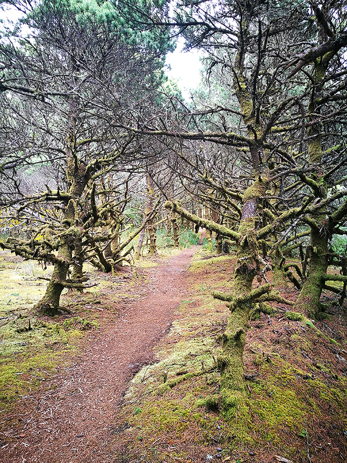 Nature's hallway of moss-draped trees creates a fairy tale setting. Half expect woodland creatures to offer directions to hidden treasures.