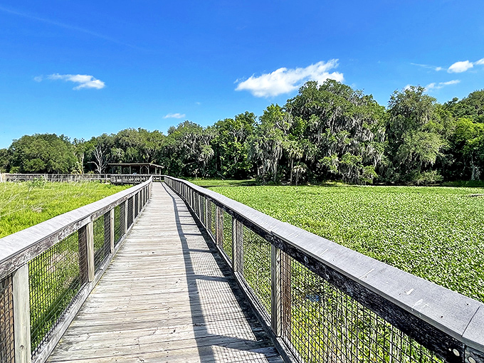 Nature's boardwalk cuts through Paynes Prairie's lily pad kingdom, offering front-row seats to Florida's wild side without getting your feet wet. 