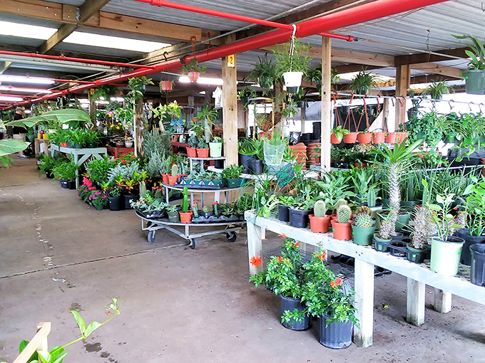 The plant section offers a lush oasis amid the market hustle. Perfect for those who want their bargains to keep growing after purchase.