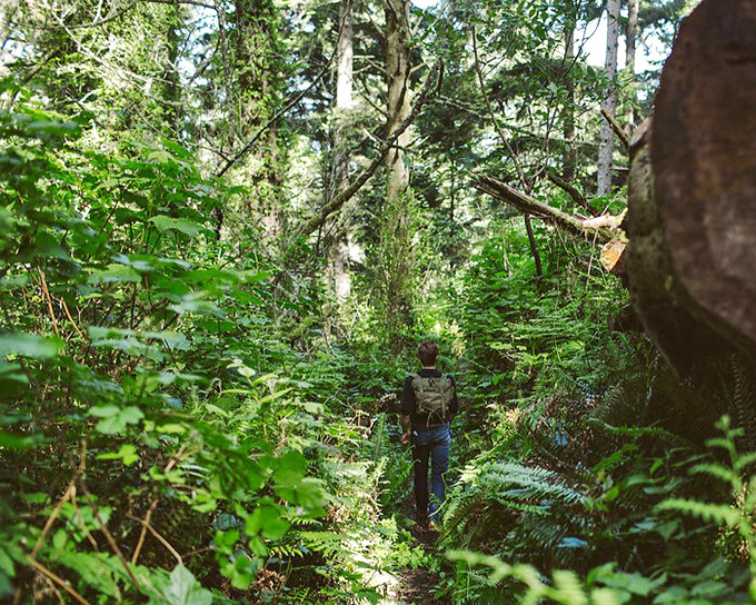 Nature's cathedral awaits in Russ Park, where towering redwoods and lush ferns create hiking trails that feel like walking through the pages of a fairy tale.
