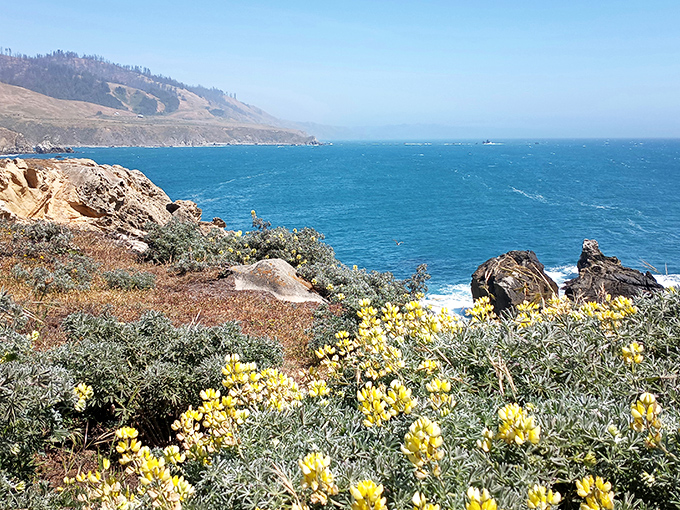 Mother Nature's masterpiece: where wildflowers frame the Pacific blue at Fort Ross, creating a coastal tableau that no filter could improve.