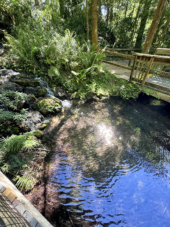 Where woodland meets waterway: this spring-fed pool creates the perfect viewing platform for Florida's underwater theater of aquatic life.