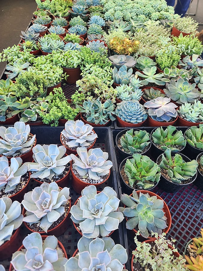 Succulent paradise where plant addiction gets dangerously affordable. "Just one more" becomes your weekend mantra.