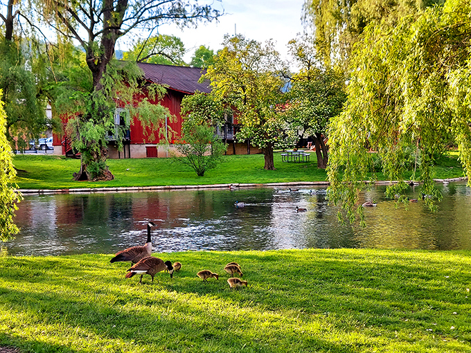 Geese raising their families with waterfront views! Talleyrand Park's idyllic pond scene makes you wonder if these birds know how good they have it.