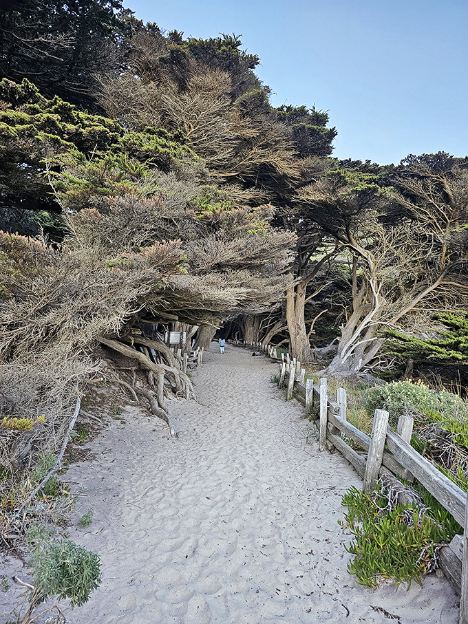 The sandy trail winds through twisted cypress trees, creating a natural tunnel that feels wonderfully mysterious.