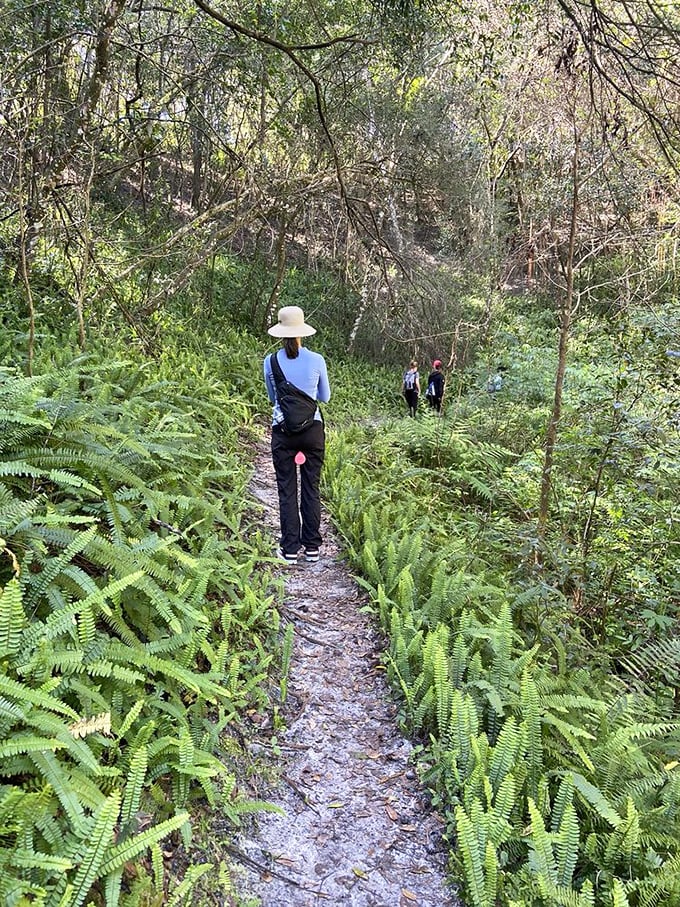 Fern gully, Florida edition! The trail narrows as nature reclaims its territory, offering hikers a "Honey, I Shrunk the Kids" perspective.