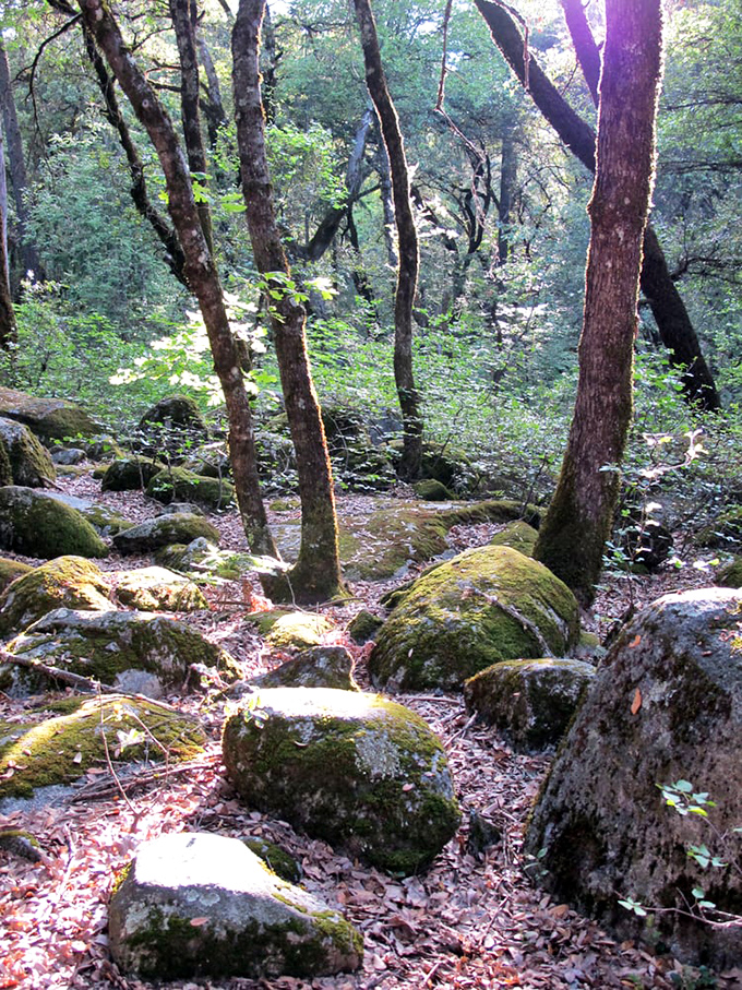 Moss-covered boulders create nature's perfect meditation space. The soundtrack here beats any relaxation app you've downloaded recently.