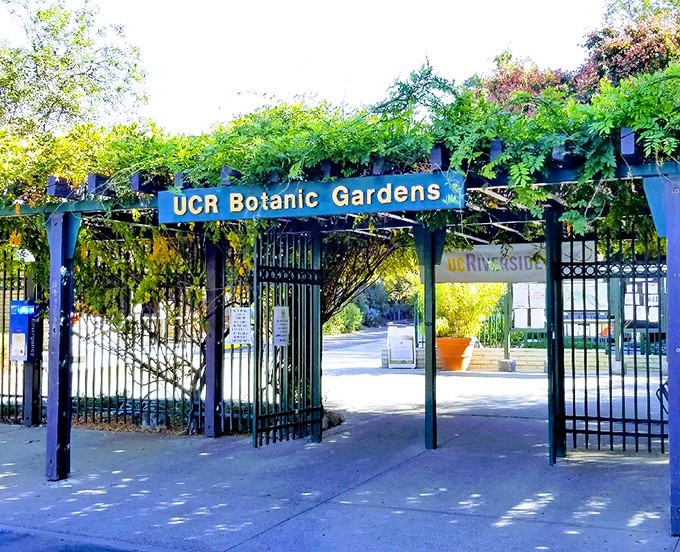 The UCR Botanic Gardens entrance promises a global plant safari without the jet lag or passport stamps.