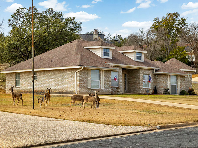 When locals say wildlife is part of daily life, they mean it! White-tailed deer casually visiting front yards is a common Kerrville sight.