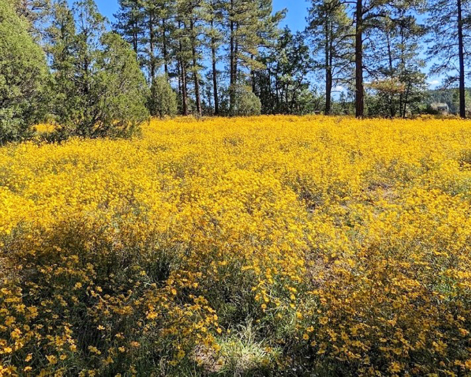 A golden explosion of wildflowers transforms the forest floor into nature's version of a red carpet, minus the paparazzi and uncomfortable shoes.