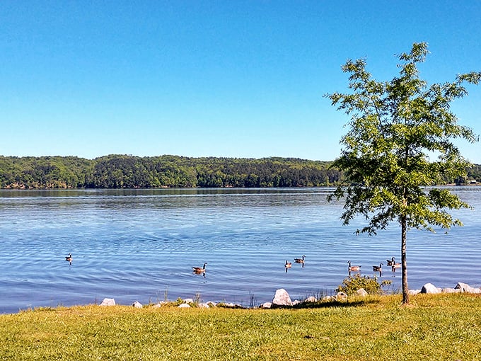 Geese holding their daily lake committee meeting. They're definitely discussing that human who forgot to bring bread crumbs.