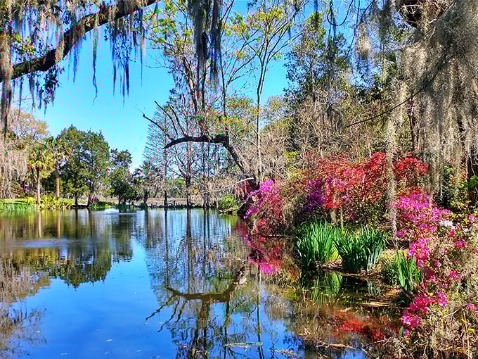 Azaleas explode with color against reflective waters, creating nature's version of a double feature you can't stop watching.