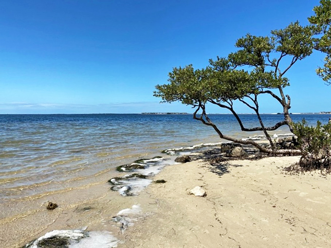That twisted tree knows something we don't &ndash; probably where the best shells hide after high tide.