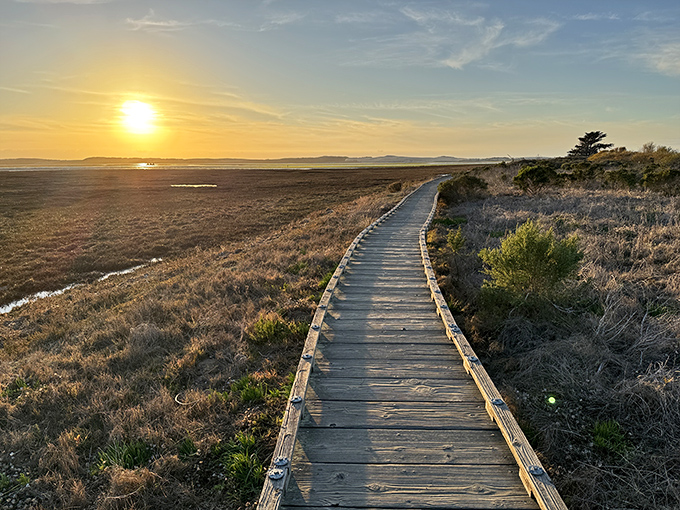 Nature's own boardwalk invites wanderers to explore the estuary at sunset, promising solitude and spectacular views with every step.