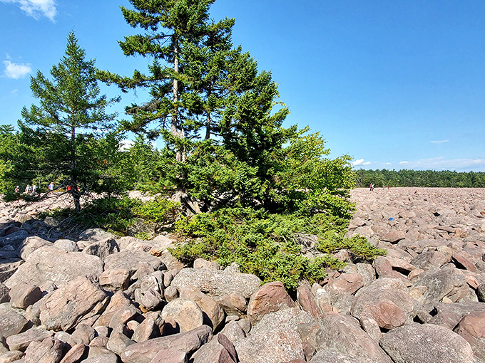A lone pine stands defiant among the boulder field's rocky expanse. Talk about social distancing &ndash; this tree found the ultimate isolation spot.
