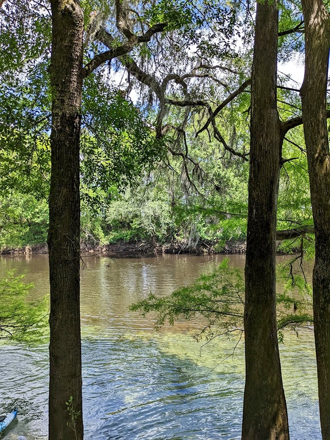 Spanish moss drapes from ancient trees like nature's own theater curtains, framing the magical confluence of spring and river.