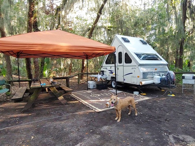 Camping Florida-style: Spanish moss overhead, a happy dog at your feet, and enough shade to make summer bearable. Wilderness with benefits.