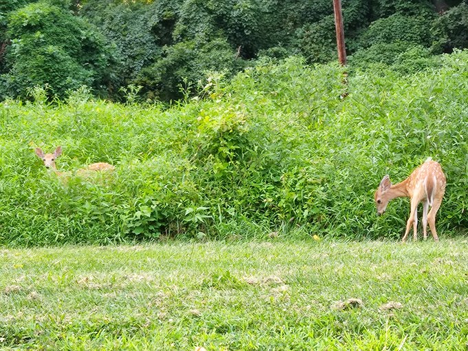 "Excuse me, this is our salad bar" &ndash; resident deer graze contentedly at the park's edge, urban wildlife thriving.