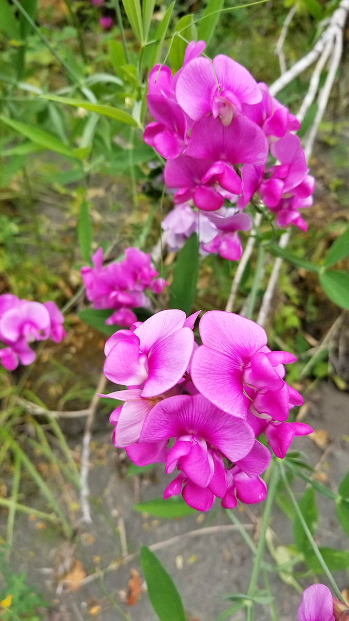 Wild sweet peas add splashes of vibrant pink to the forest palette, proving Mother Nature was into accent colors long before interior designers.