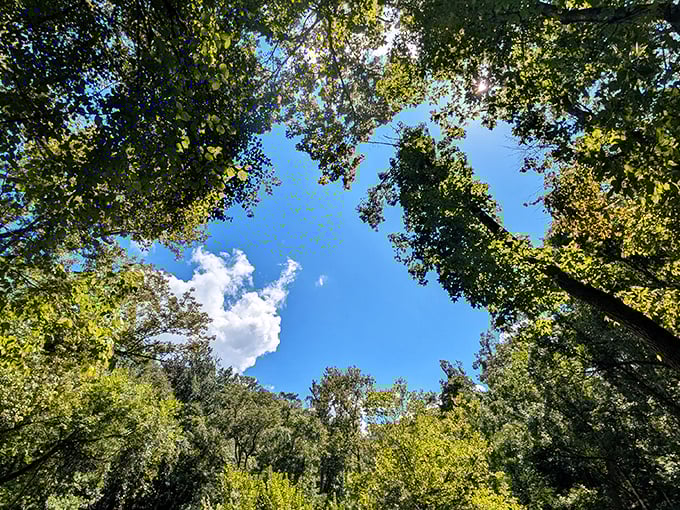 Look up from the sinkhole's depths and you'll see this perfect circle of blue sky—nature's skylight illuminating the lush microclimate below.