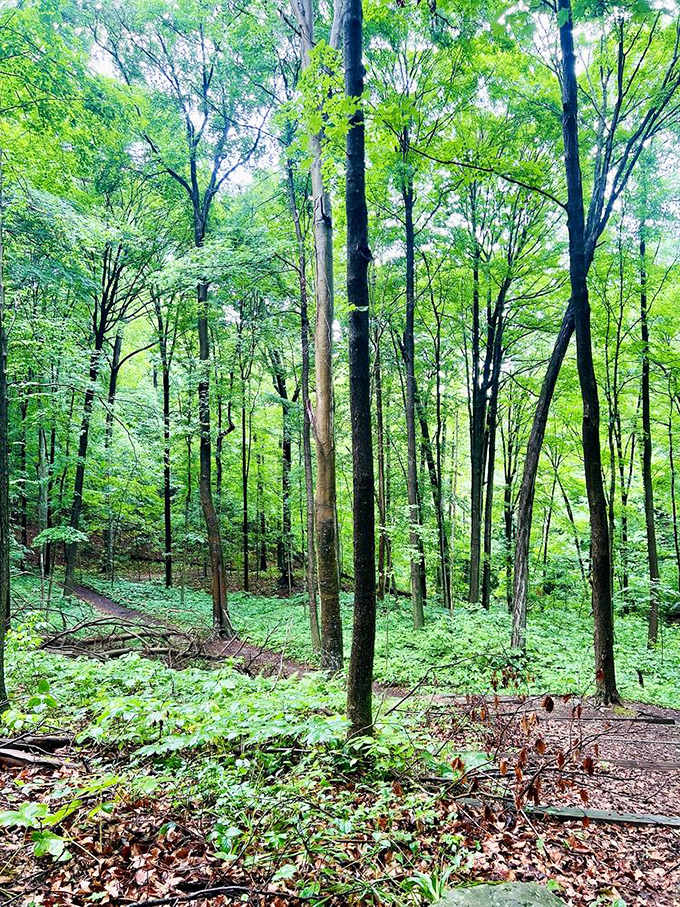 The verdant embrace of Shades' forest canopy creates a natural air conditioning system that beats any mall on a hot Indiana day.