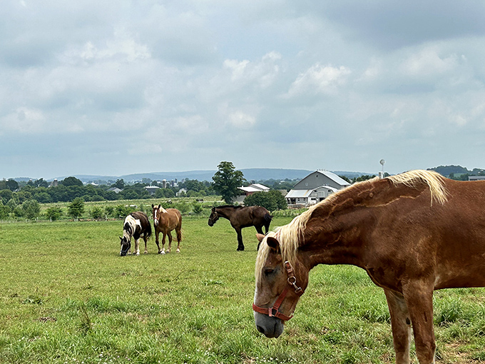 These horses don't check their Instagram followers. They're too busy enjoying real grass&mdash;the original farm-to-table experience.