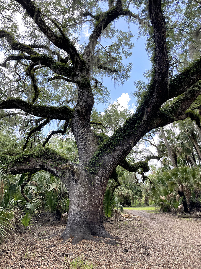 This ancient oak has witnessed centuries of Florida history, its sprawling limbs telling stories if only we'd pause long enough to listen.