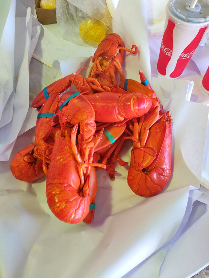 The lobster equivalent of a family reunion. These crimson beauties are ready for their butter bath and your inevitable food coma.
