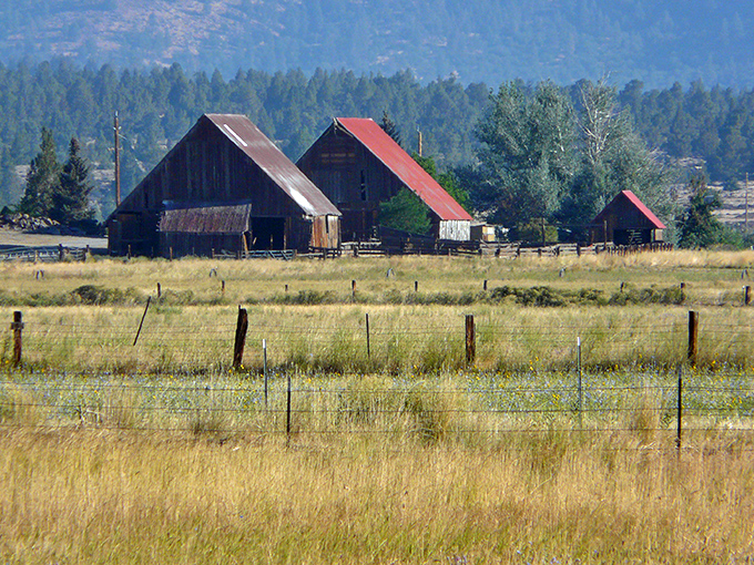 These classic barns aren't props for Instagram influencers—they're working structures that have witnessed generations of California ranching life.