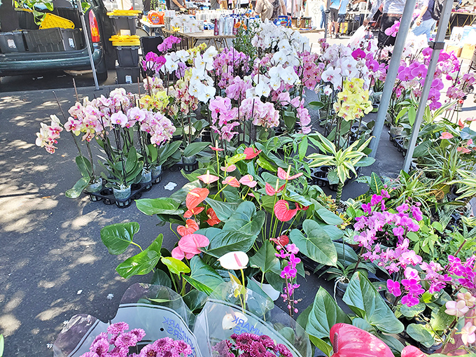 Nature's jewelry box on display! These vibrant orchids bring a touch of tropical splendor to the concrete jungle of the flea market's bustling aisles.