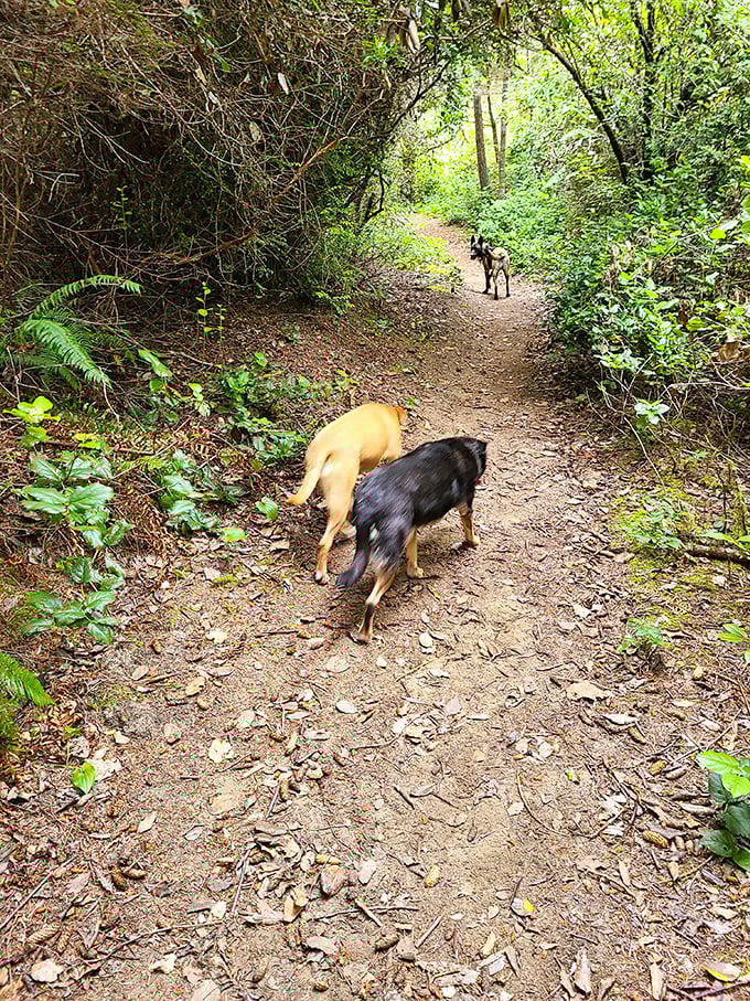 Four-legged explorers lead the way down forest paths, demonstrating the proper enthusiasm level for wilderness adventures.