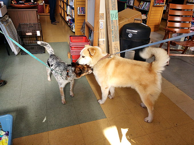 Four-legged friends occasionally make appearances, reminding shoppers exactly who benefits from their bargain-hunting adventures.