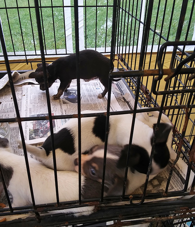 Puppies peer hopefully through their temporary homes. At some flea markets, the most precious treasures have four legs and wet noses.
