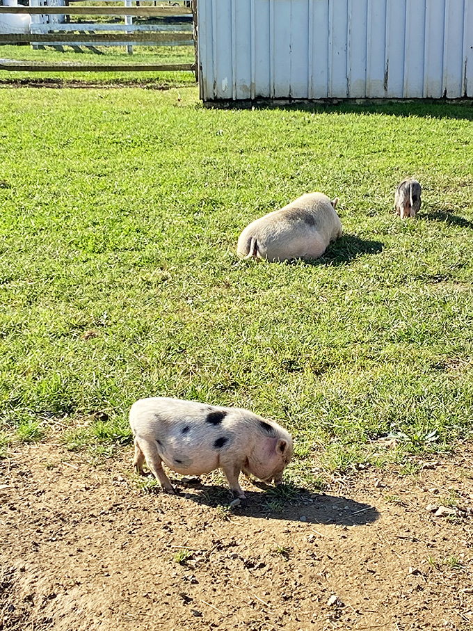 Spotted piglets and their lounging parents demonstrate that napping is truly an art form worth mastering.