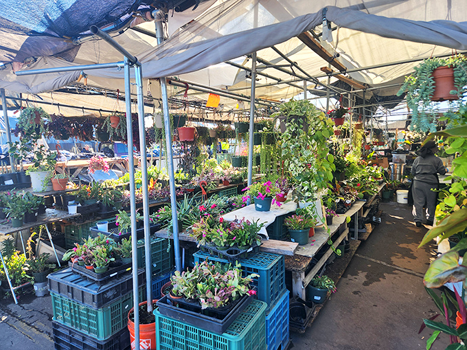 Plant lovers rejoice in this green sanctuary where potted possibilities await. Your home's empty corners are practically begging you to adopt something leafy.